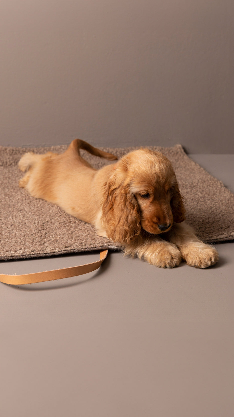 Recycled Wool Dog Travel Mat — Steve | Foldable Portable Dog Mat ...
